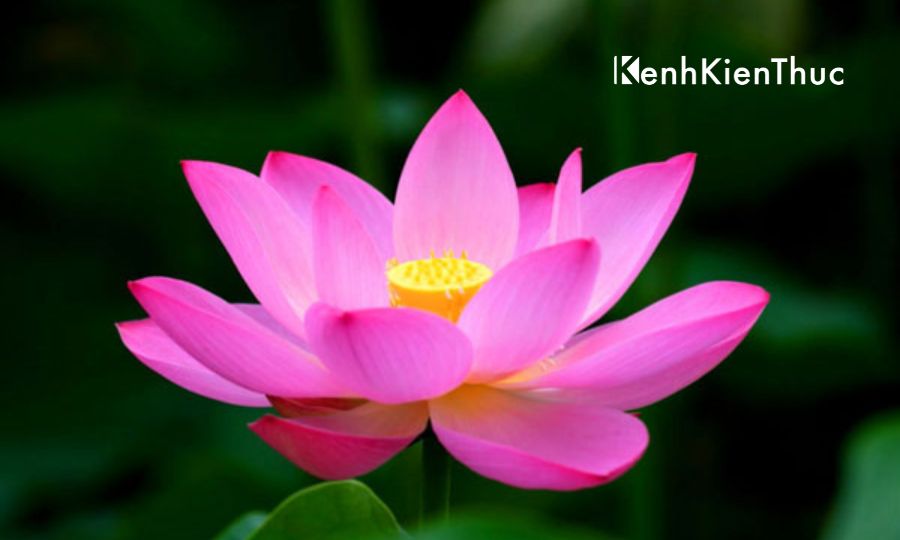 Hoa sen tượng trưng cho điều gì? Ý nghĩa của 5 màu hoa sen